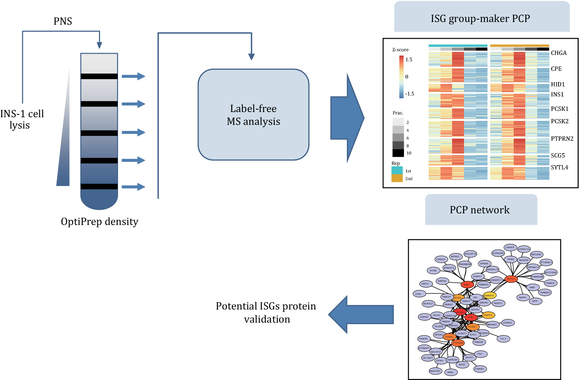 Proteomic analysis of insulin secretory granules in INS-1 cells by ...