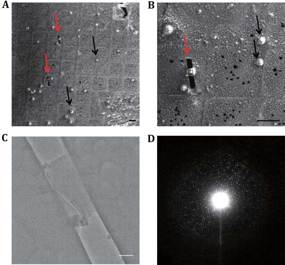 In situ protein micro-crystal fabrication by cryo-FIB for electron ...
