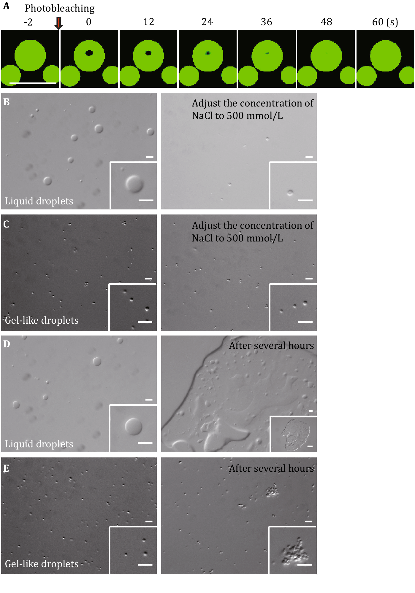 Protocol for analyzing protein liquid–liquid phase separation ...