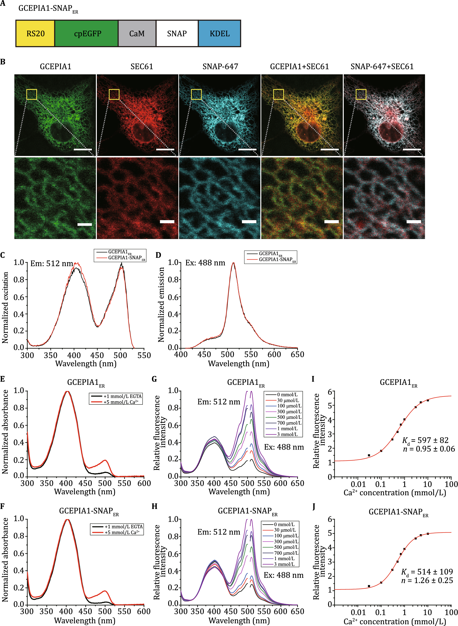 A genetically encoded ratiometric calcium sensor enables quantitative ...