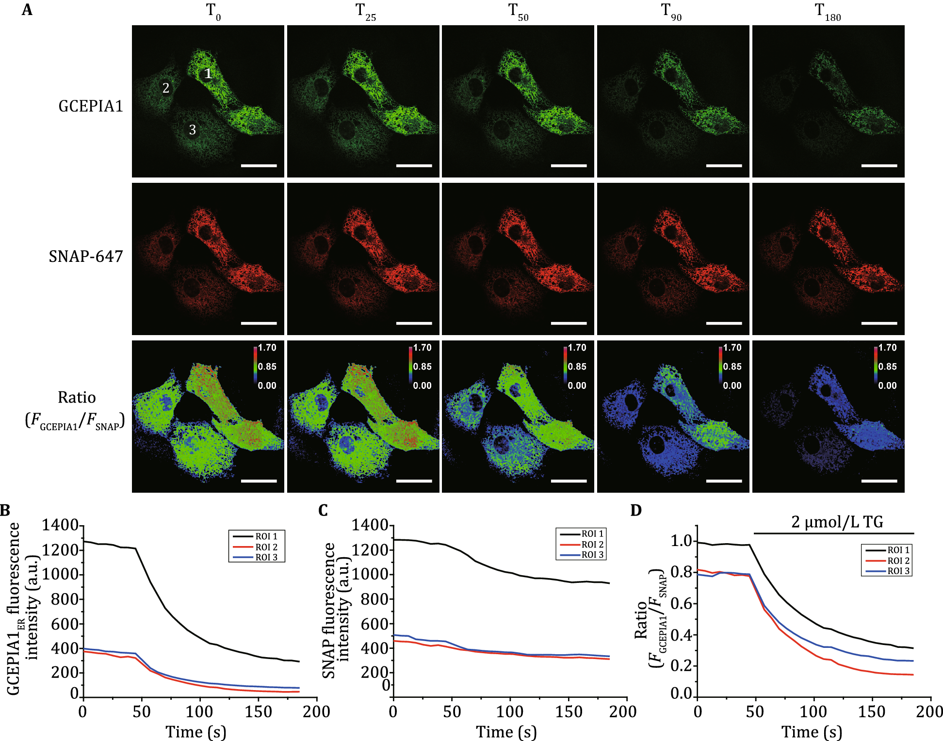 A genetically encoded ratiometric calcium sensor enables quantitative ...