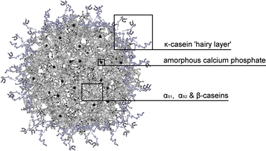 Potential of Casein as a Carrier for Biologically Active Agents ...