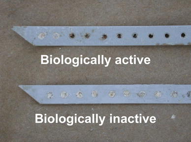 The bait-lamina earthworm test: a possible addition to the chronic ...