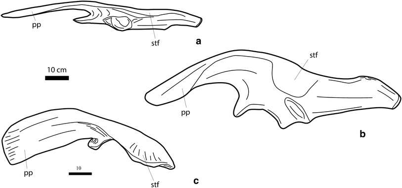 The evolution of ornithischian quadrupedality | SpringerLink