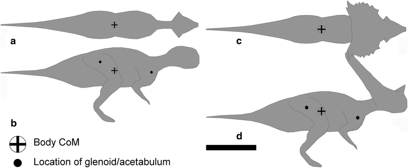The evolution of ornithischian quadrupedality | SpringerLink