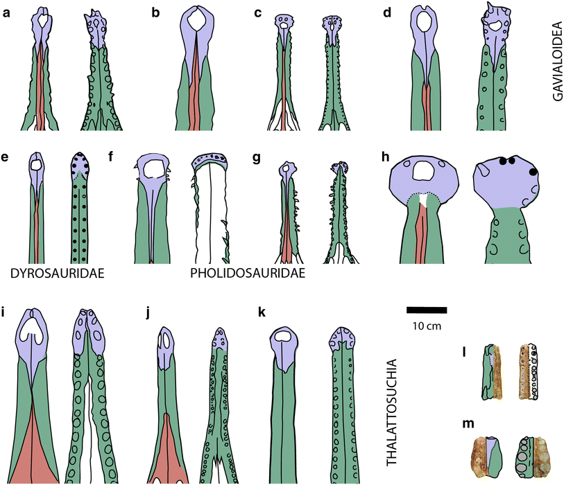 New longirostrine crocodylomorph remains from the Blesa Formation ...