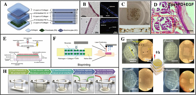 3D bioprinting: an emerging technology full of opportunities and ...