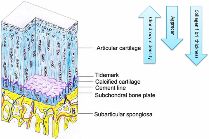 Osteochondral tissue repair in osteoarthritic joints: clinical ...