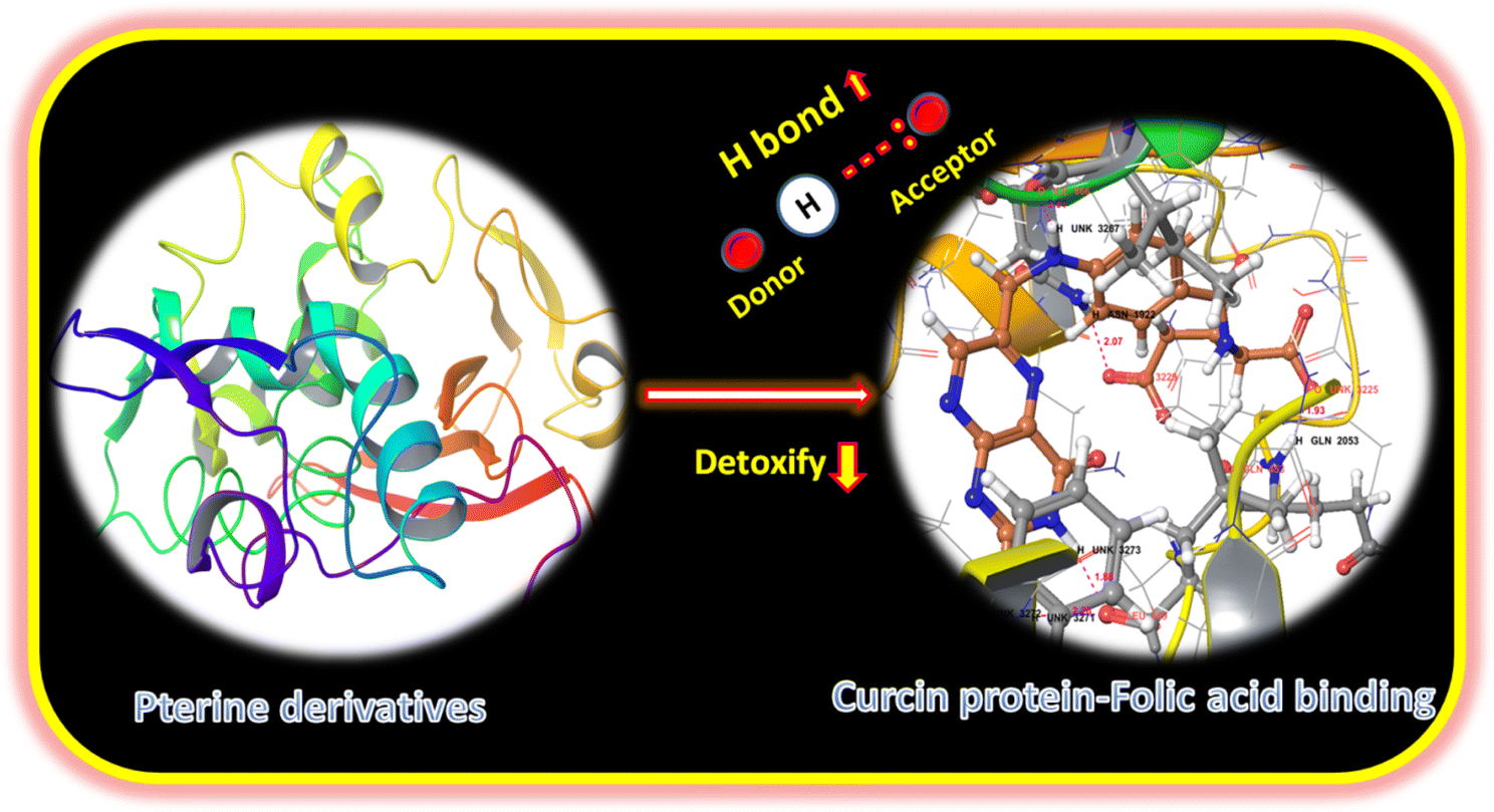 Structural dynamics and modeling of curcin protein: docking against ...