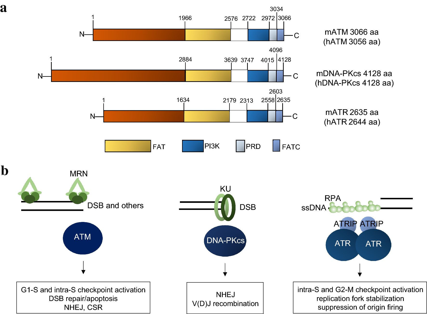 ATM, DNA-PKcs and ATR: shaping development through the regulation of ...