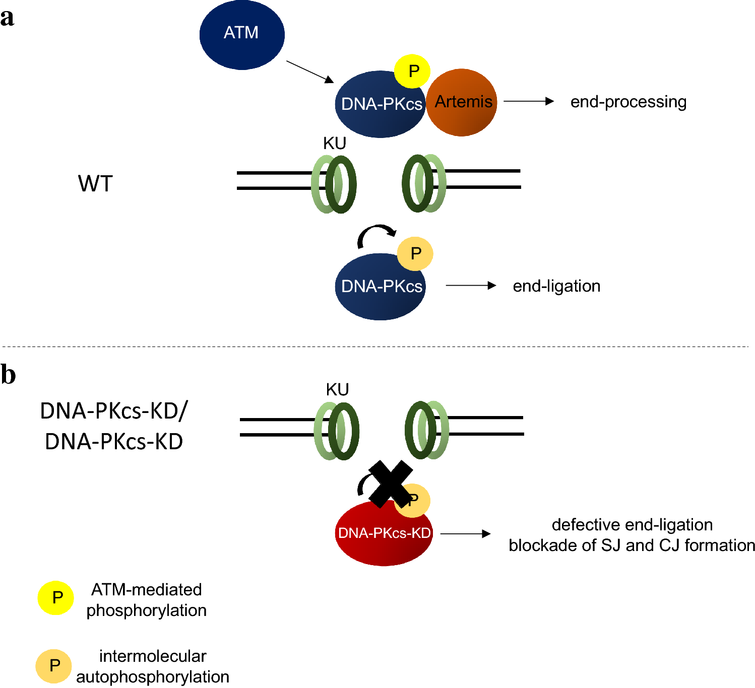 ATM, DNA-PKcs and ATR: shaping development through the regulation of ...
