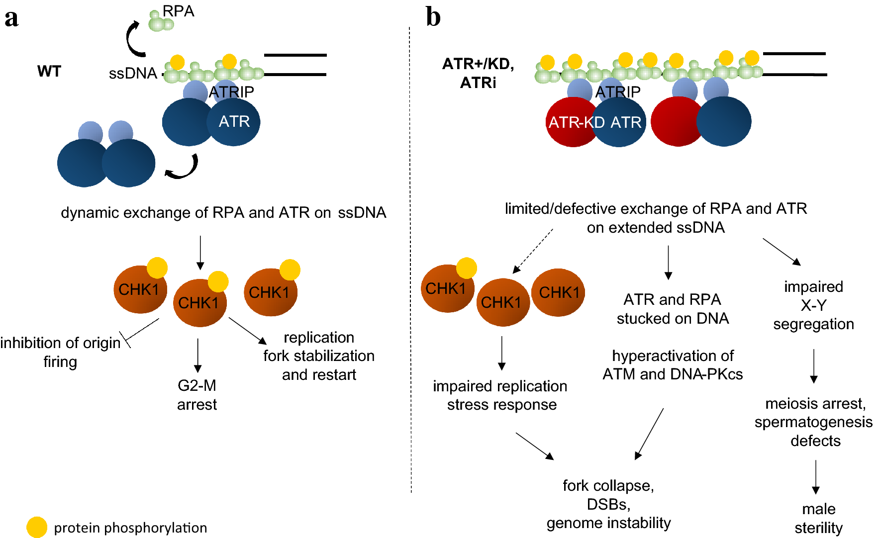 ATM, DNA-PKcs and ATR: shaping development through the regulation of ...
