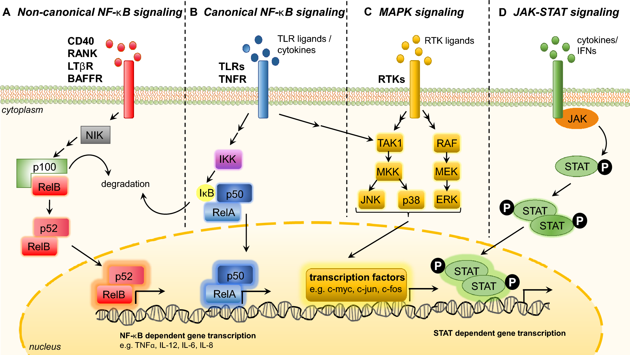 Inflammation-associated genomic instability in cancer | SpringerLink