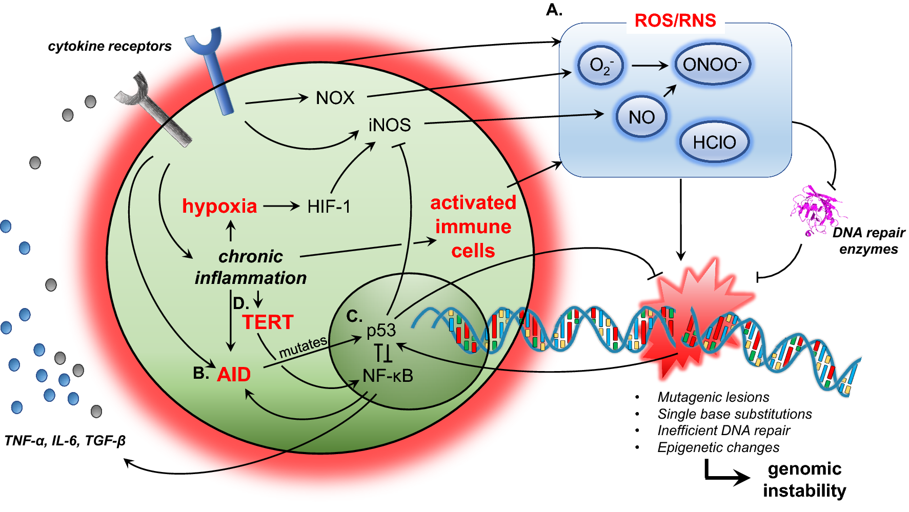 Inflammation-associated genomic instability in cancer | SpringerLink