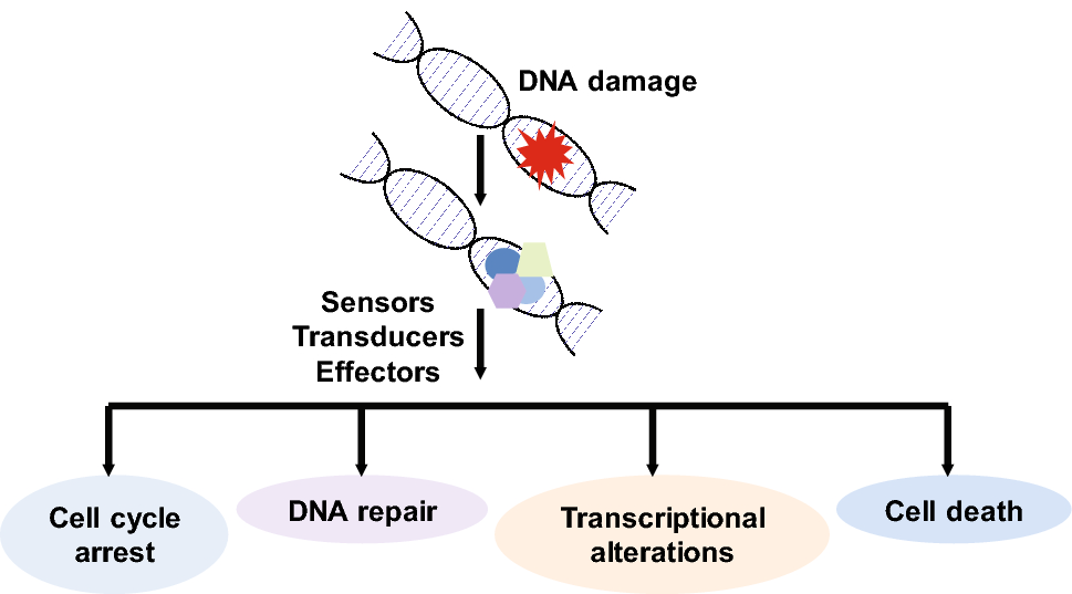Ubiquitin and the DNA double-strand break repair pathway | SpringerLink