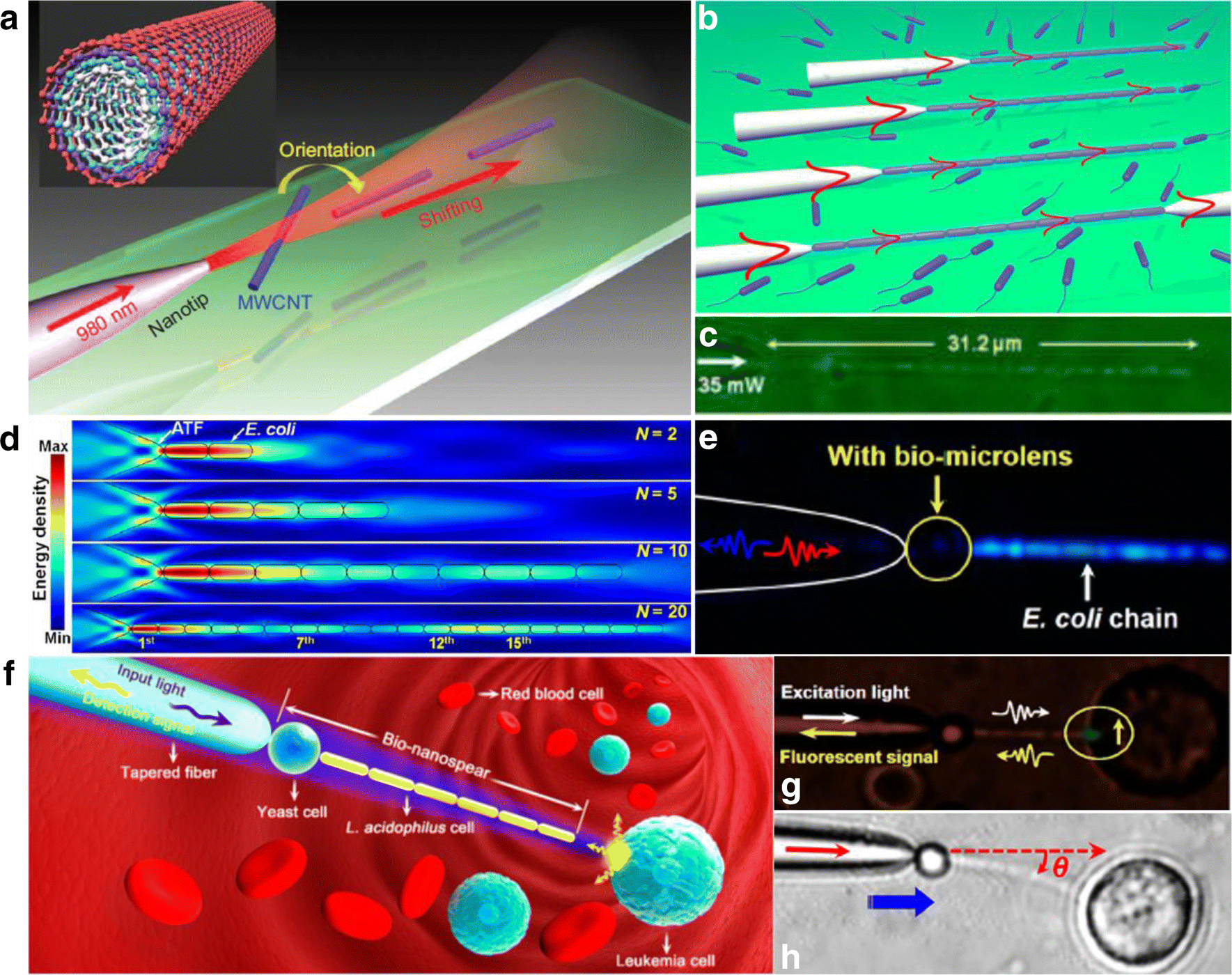 Optical Trapping and Manipulation Using Optical Fibers | SpringerLink