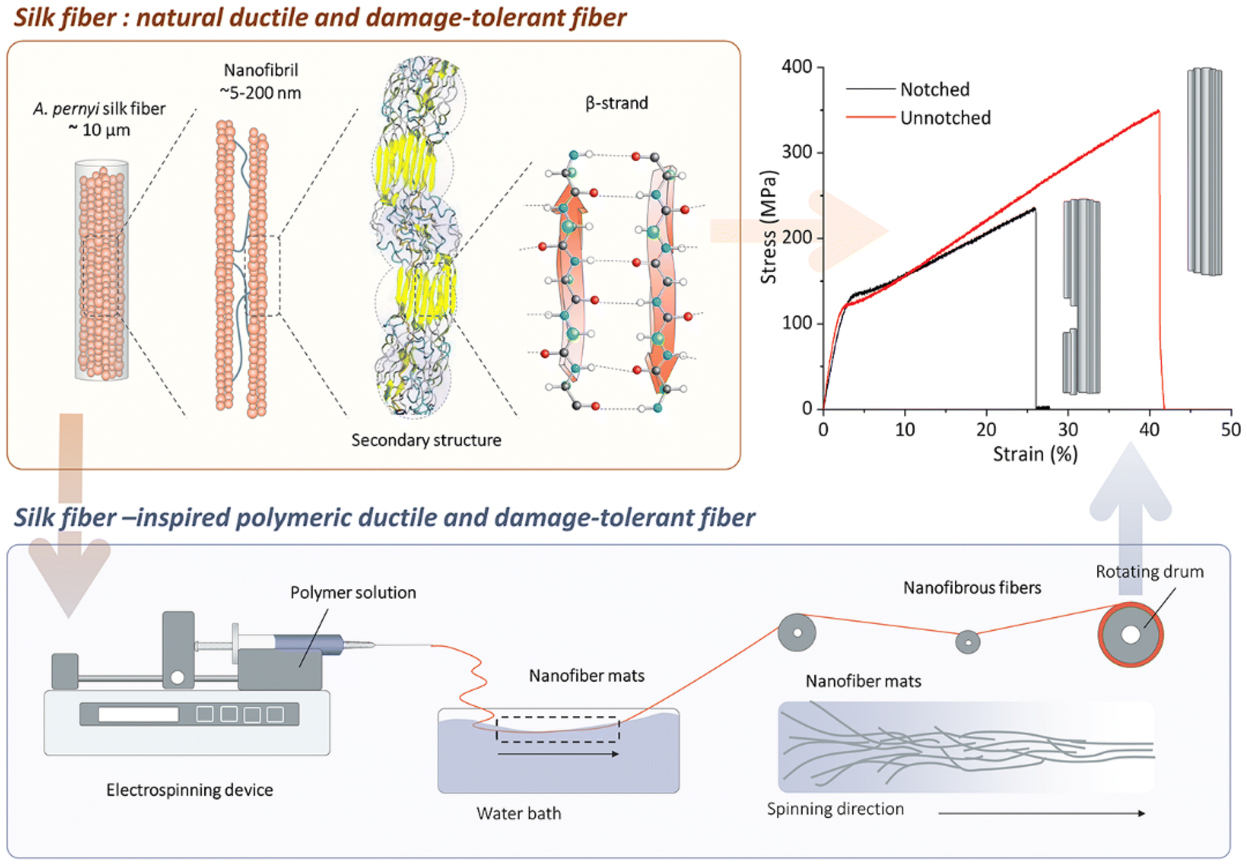 Nanofibril Organization in Silk Fiber as Inspiration for Ductile and ...