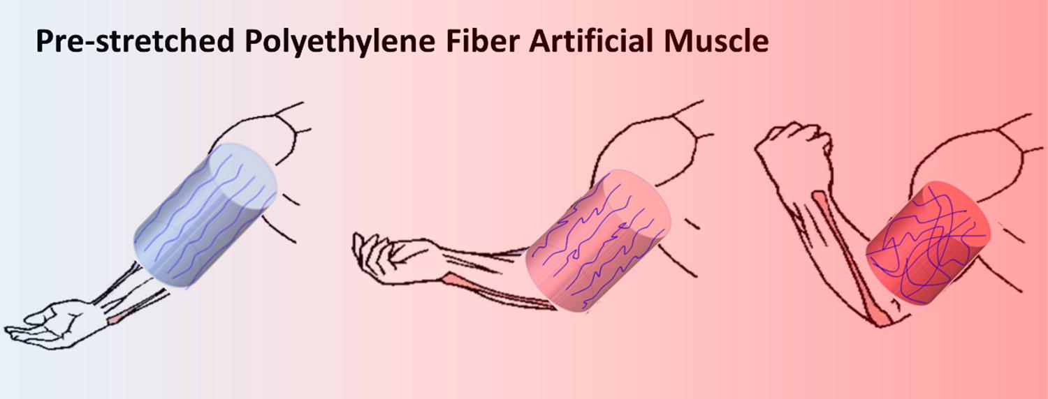 A Hollow Polyethylene Fiber-Based Artificial Muscle | SpringerLink
