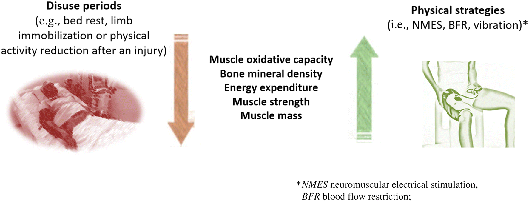 Passive Strategies for the Prevention of Muscle Wasting During Recovery ...