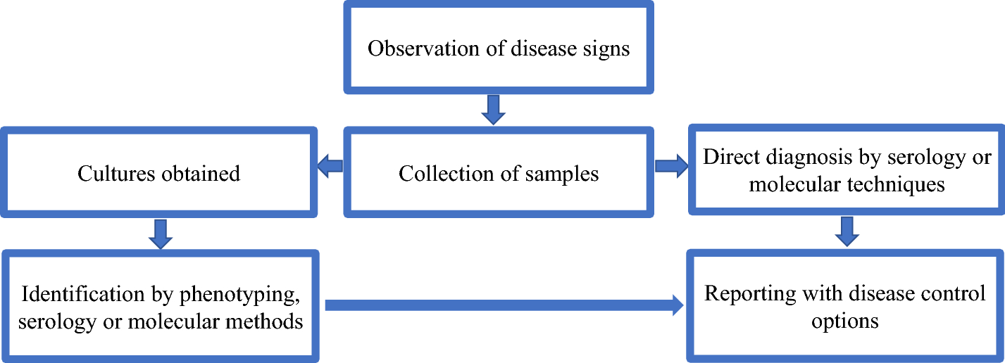 Methods for the diagnosis of bacterial fish diseases | SpringerLink