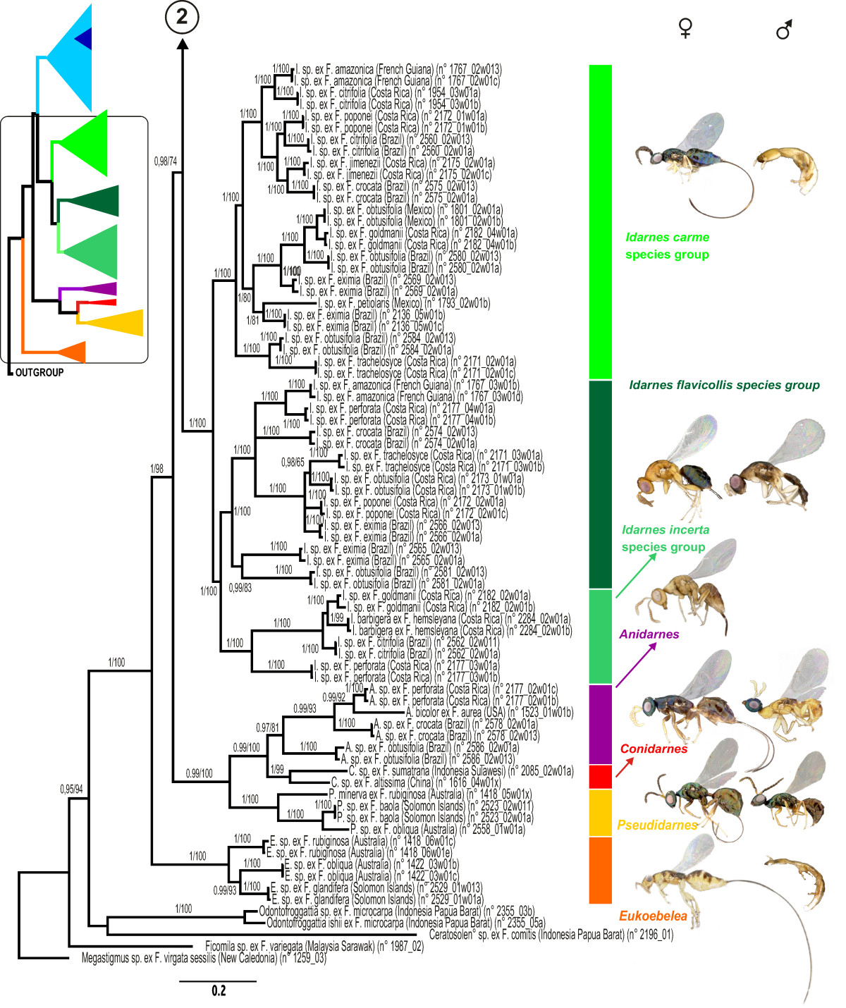 Phylogeny and evolution of life-history strategies in the Sycophaginae ...
