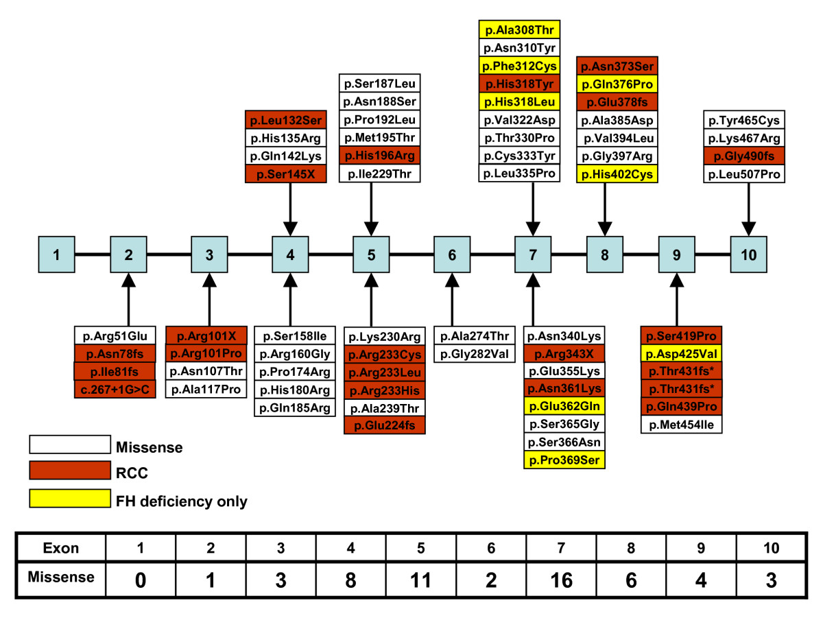 The FH mutation database: an online database of fumarate hydratase ...