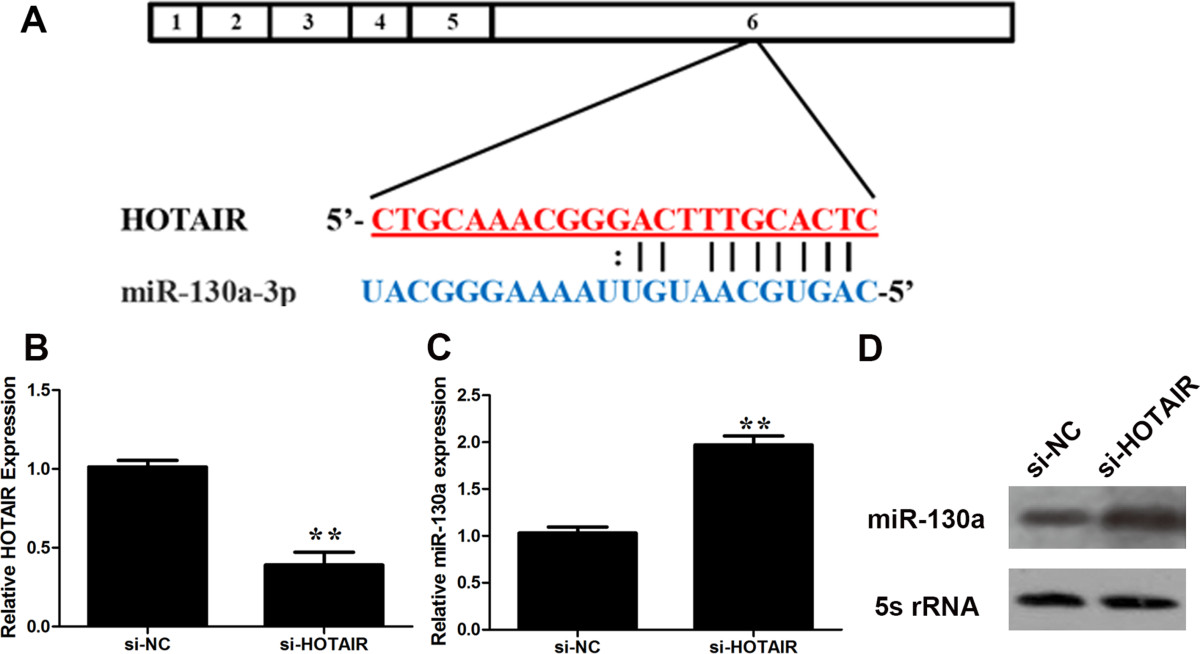 Long Non Coding Rna Hotair A C Myc Activated Driver Of Malignancy