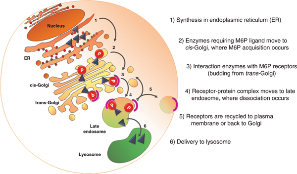 Lysosomal storage disorders: Molecular basis and laboratory testing ...