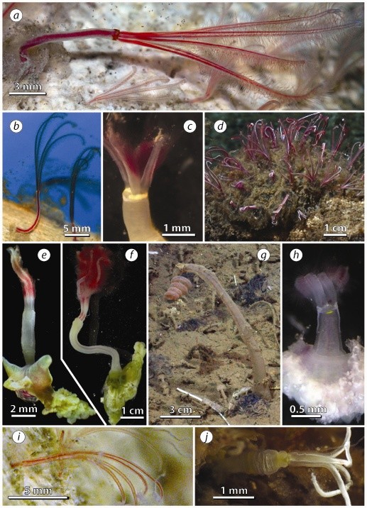 A remarkable diversity of bone-eating worms ( Osedax; Siboglinidae ...