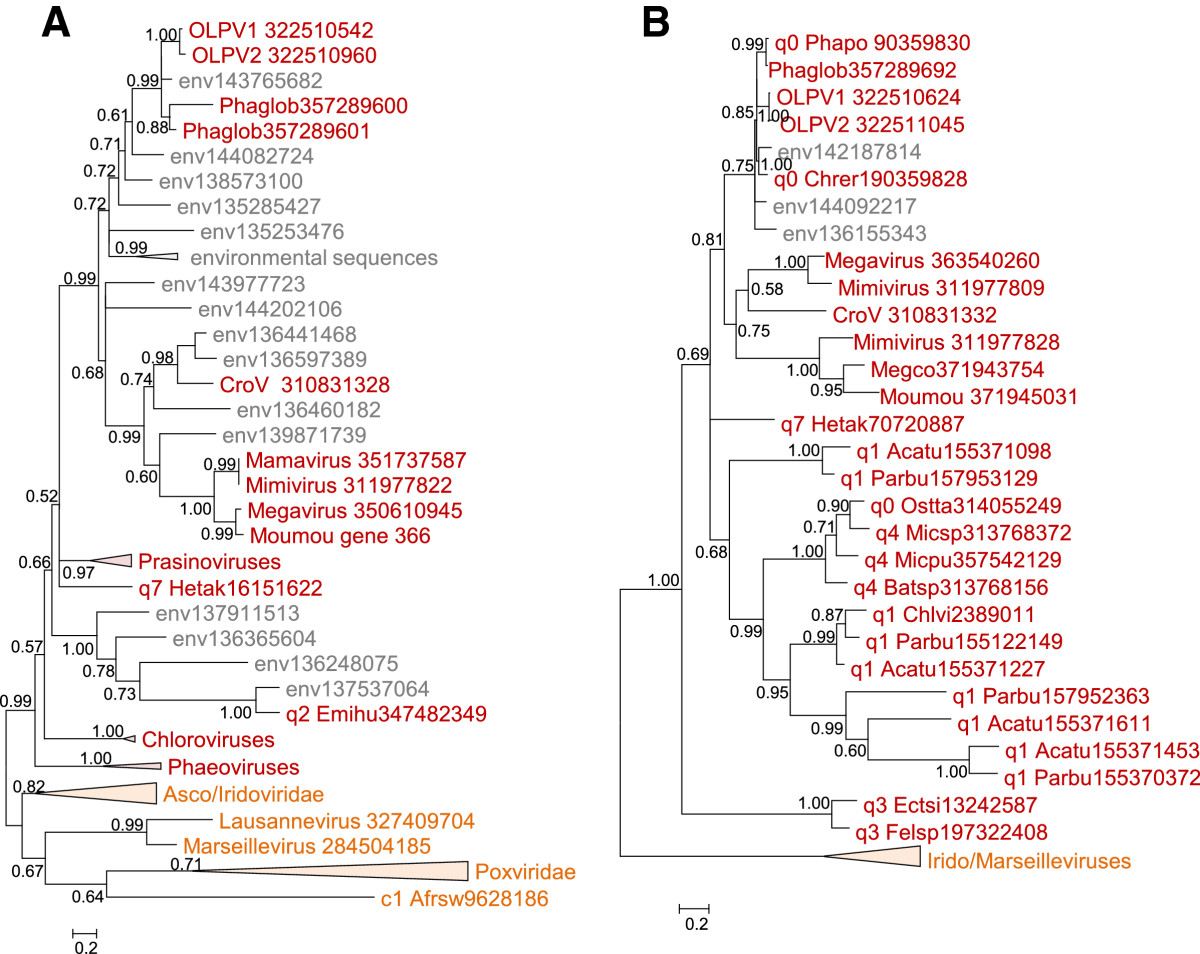 Mimiviridae: clusters of orthologous genes, reconstruction of gene ...