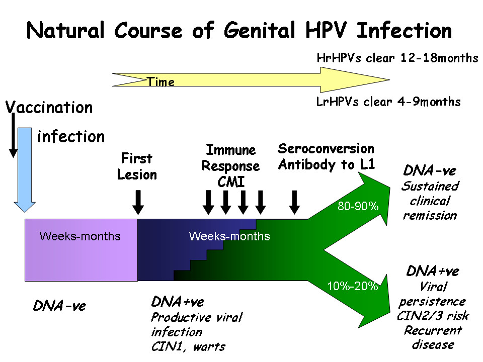 HPV - immune response to infection and vaccination | SpringerLink