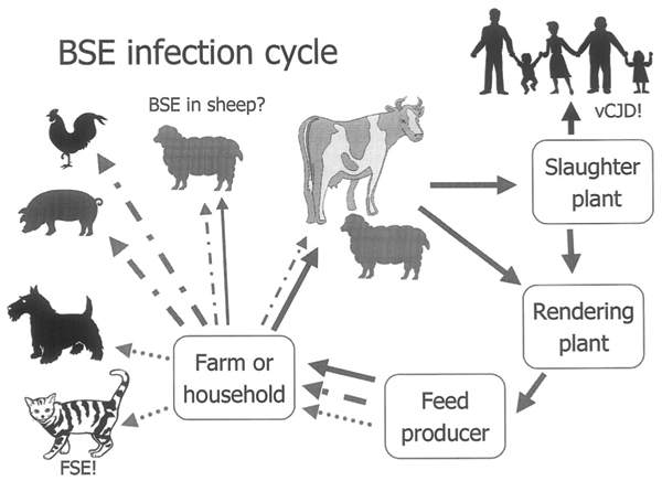 Bovine Spongiform Encephalopathy (BSE) – Infectious, Contagious ...