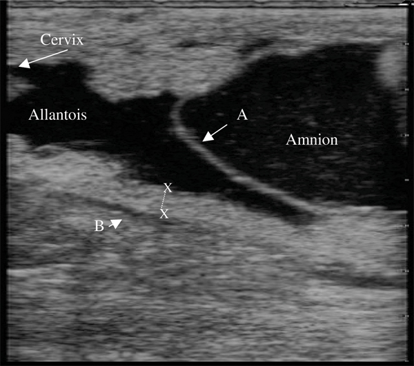 High risk pregnant mare | SpringerLink