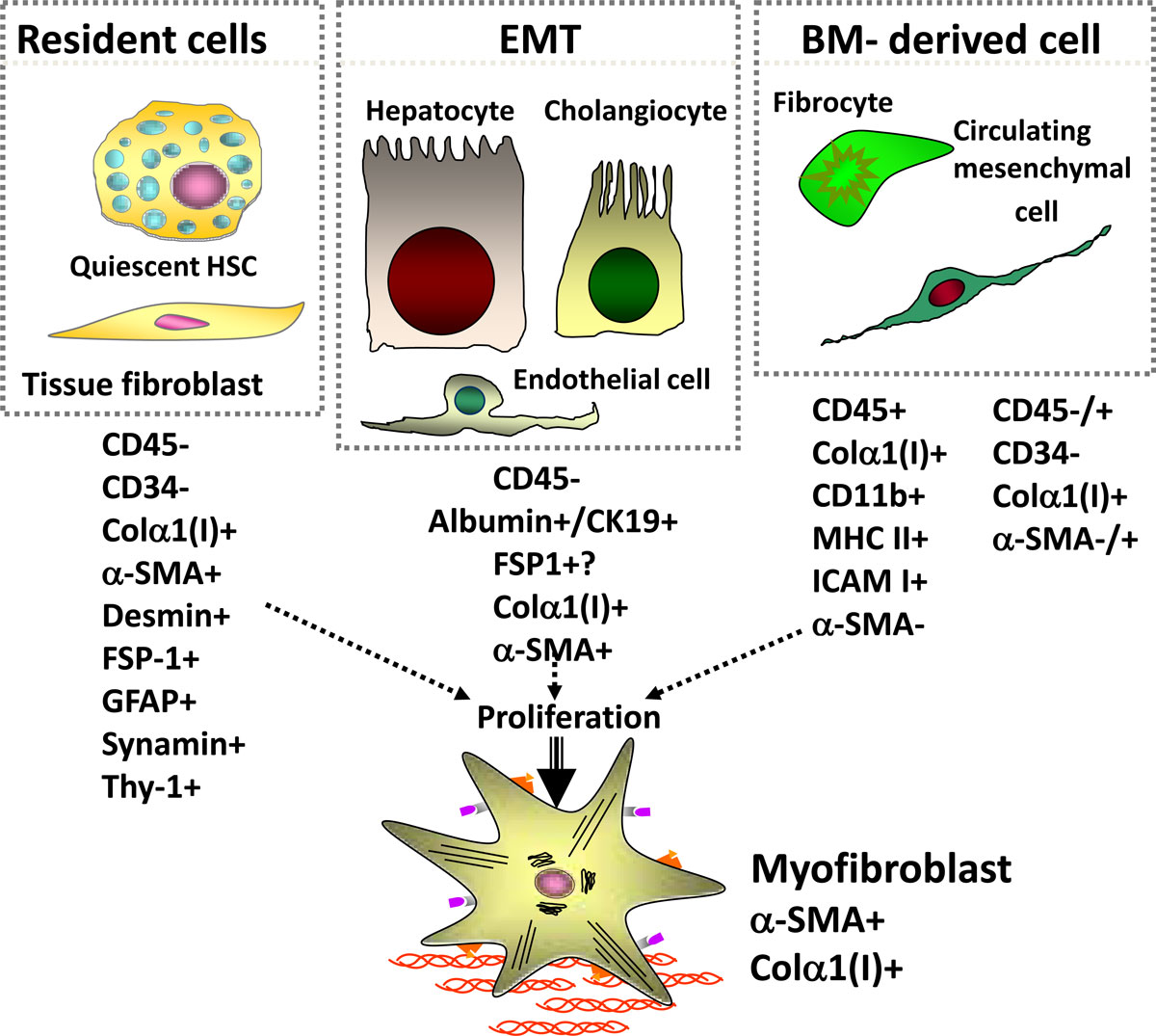 Origin of myofibroblasts in liver fibrosis | SpringerLink