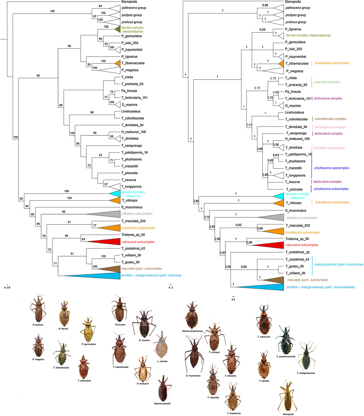 Molecular phylogeny of Triatomini (Hemiptera: Reduviidae: Triatominae ...