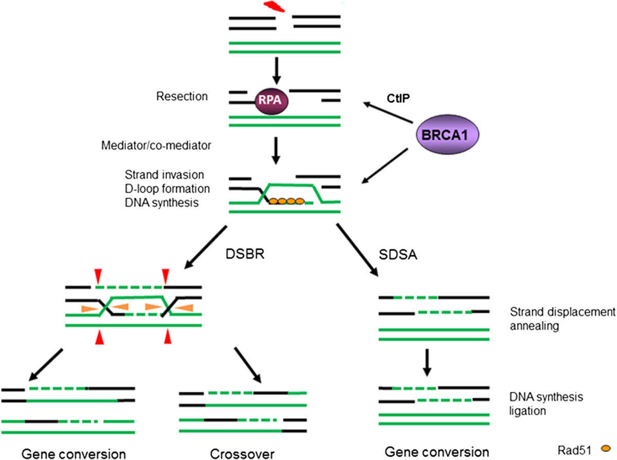 The role of BRCA1 in homologous recombination repair in response to ...