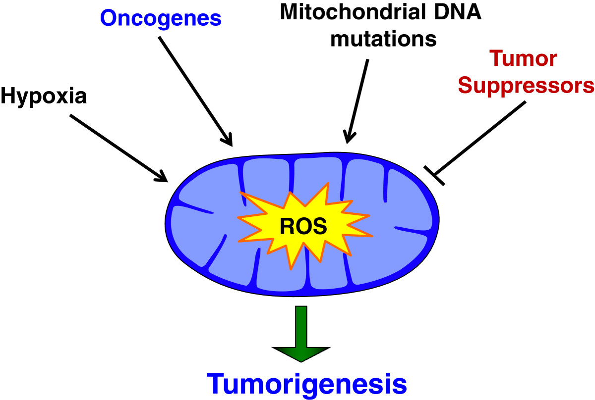 Mitochondrial reactive oxygen species and cancer | SpringerLink