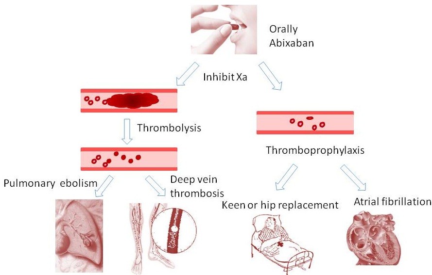 Apixaban for oral antithrombotic therapy: is a new era coming ...