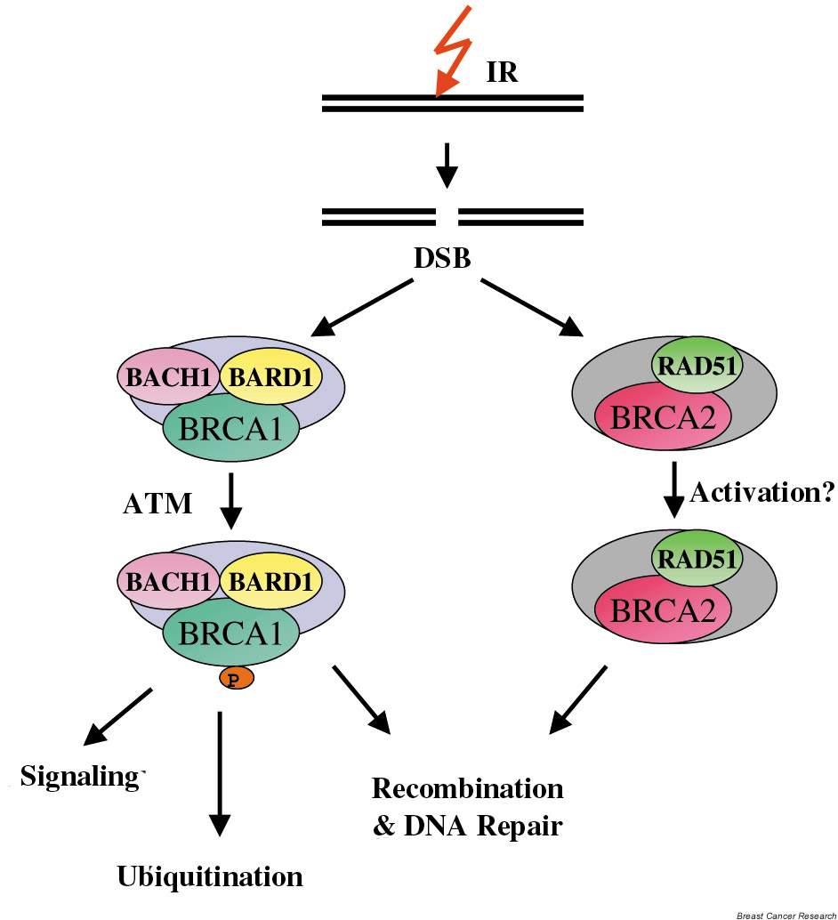 Distinct functions of BRCA1 and BRCA2 in double-strand break repair ...