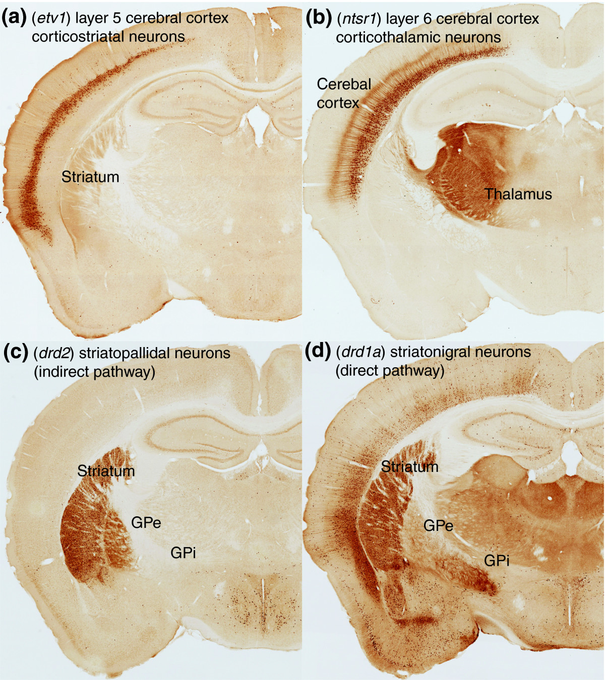 Mouse maps of gene expression in the brain | SpringerLink