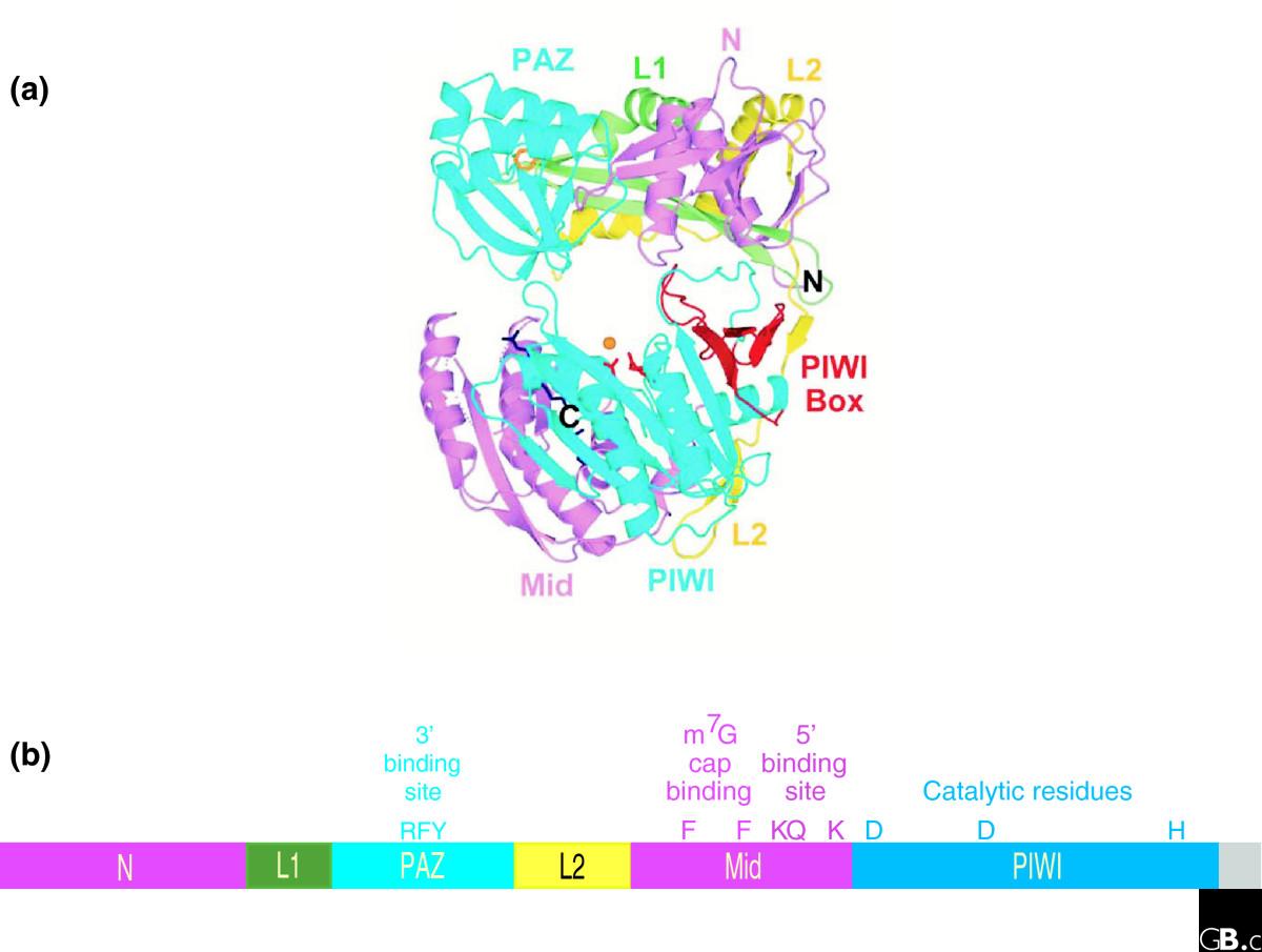 The Argonaute protein family | SpringerLink