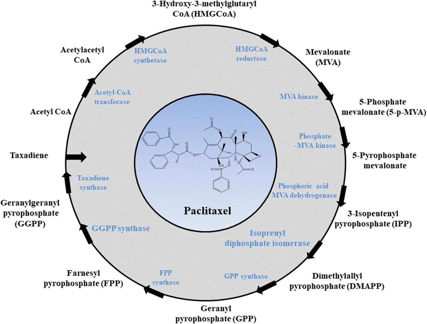 Progress in research on paclitaxel and tumor immunotherapy | SpringerLink