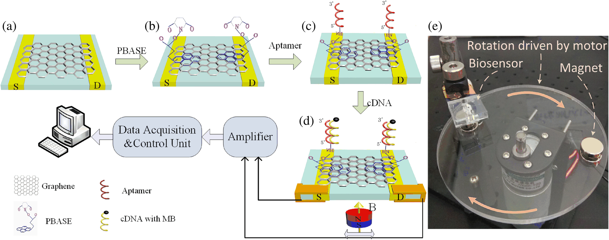 Magnetic Graphene Field-Effect Transistor Biosensor for Single-Strand ...