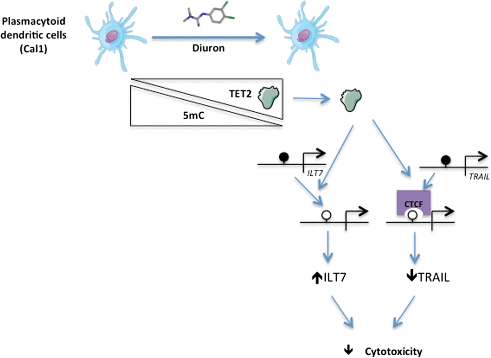 Diuron modulates the DNA methylation status of the ILT7 and TRAIL ...