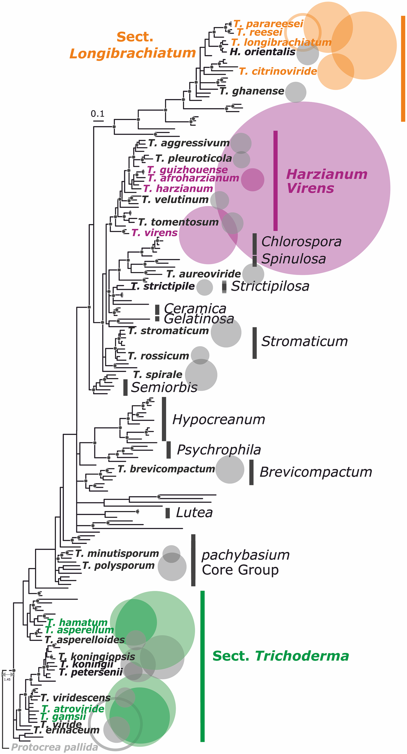 Evolution and comparative genomics of the most common Trichoderma ...