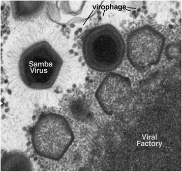 The origins of giant viruses, virophages and their relatives in host ...