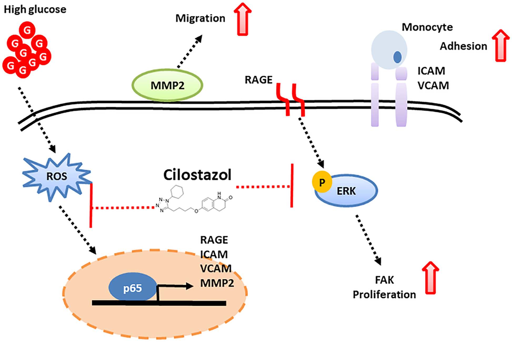 Cilostazol inhibits hyperglucose-induced vascular smooth muscle cell ...