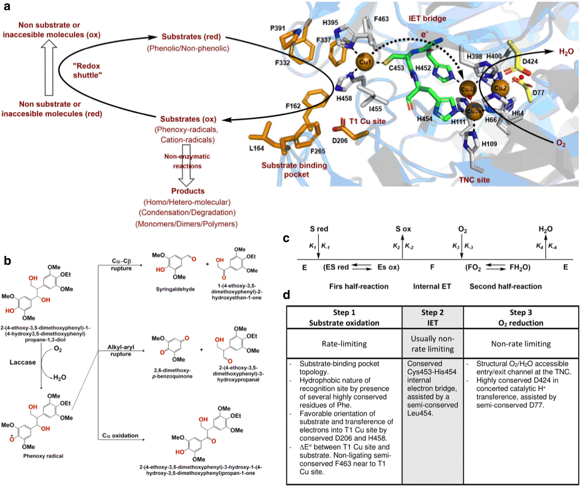 Laccases: structure, function, and potential application in water ...