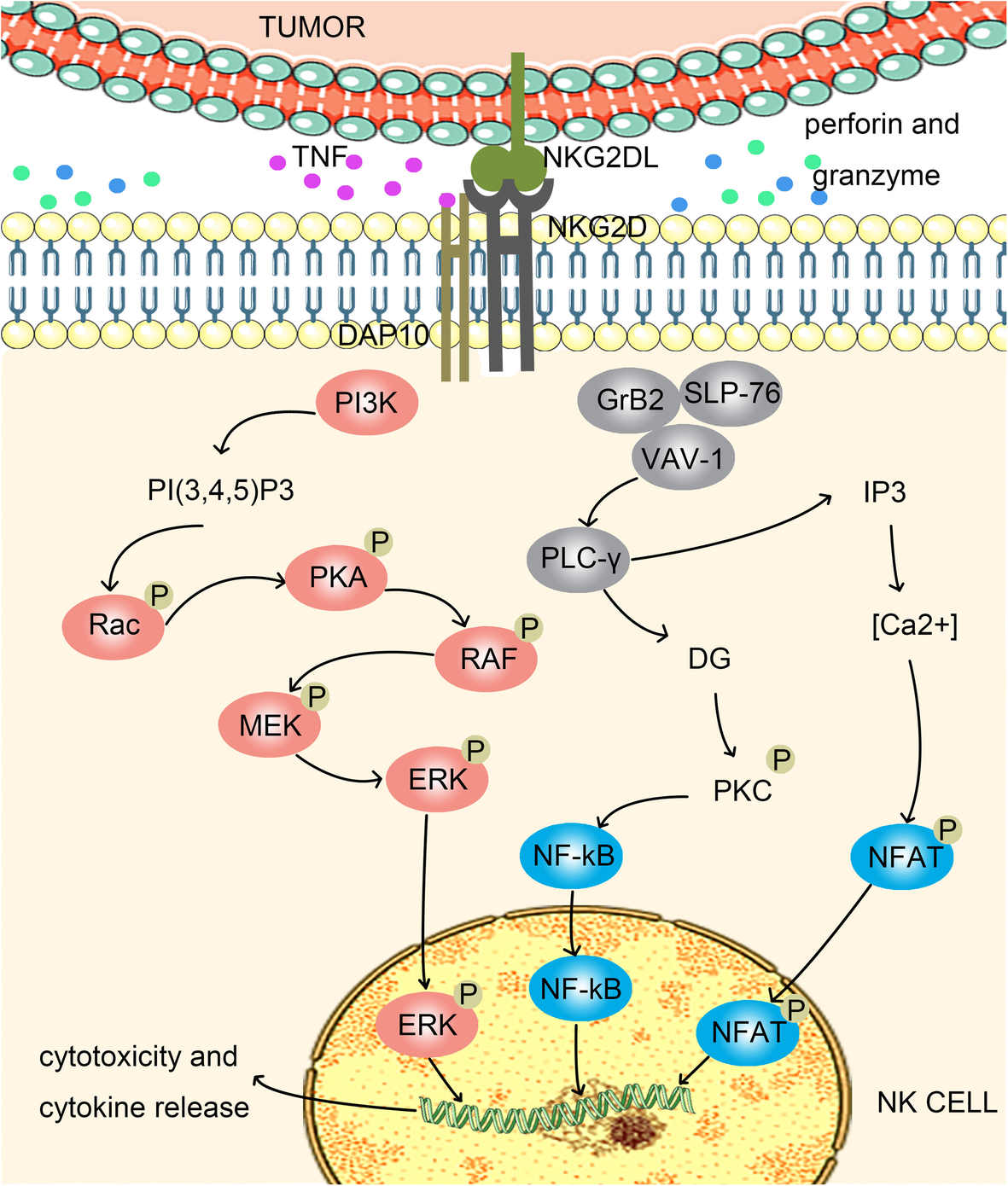 Natural killer group 2D receptor and its ligands in cancer immune ...