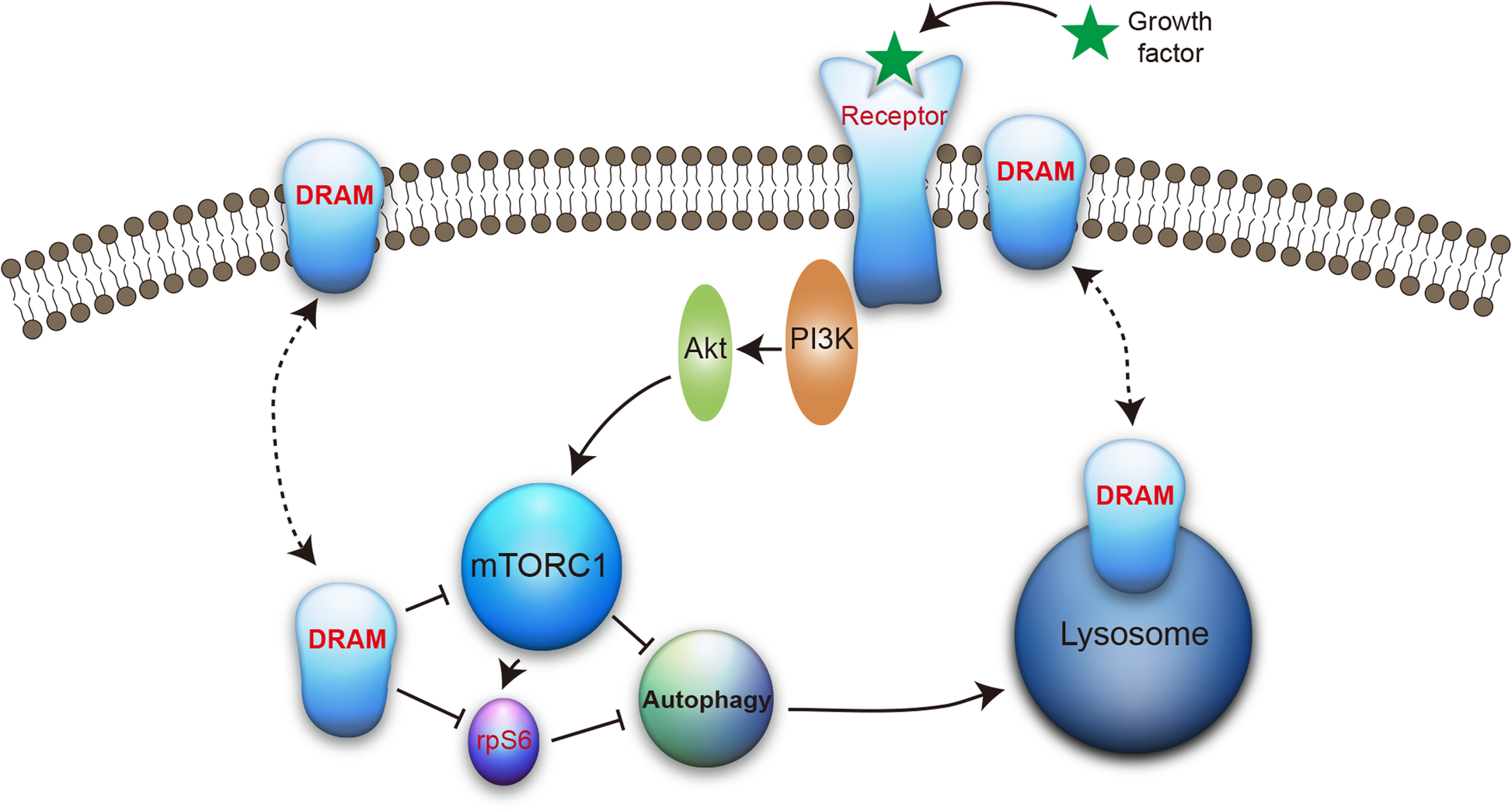 DRAM1 regulates autophagy and cell proliferation via inhibition of the ...